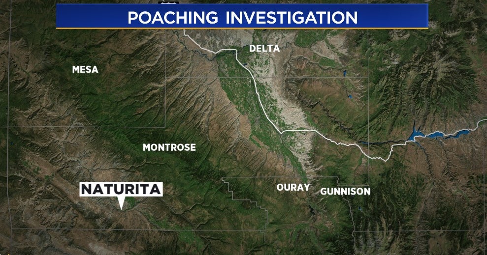 Colorado Parks And Wildlife Investigates Deer Poaching Near Naturita ...