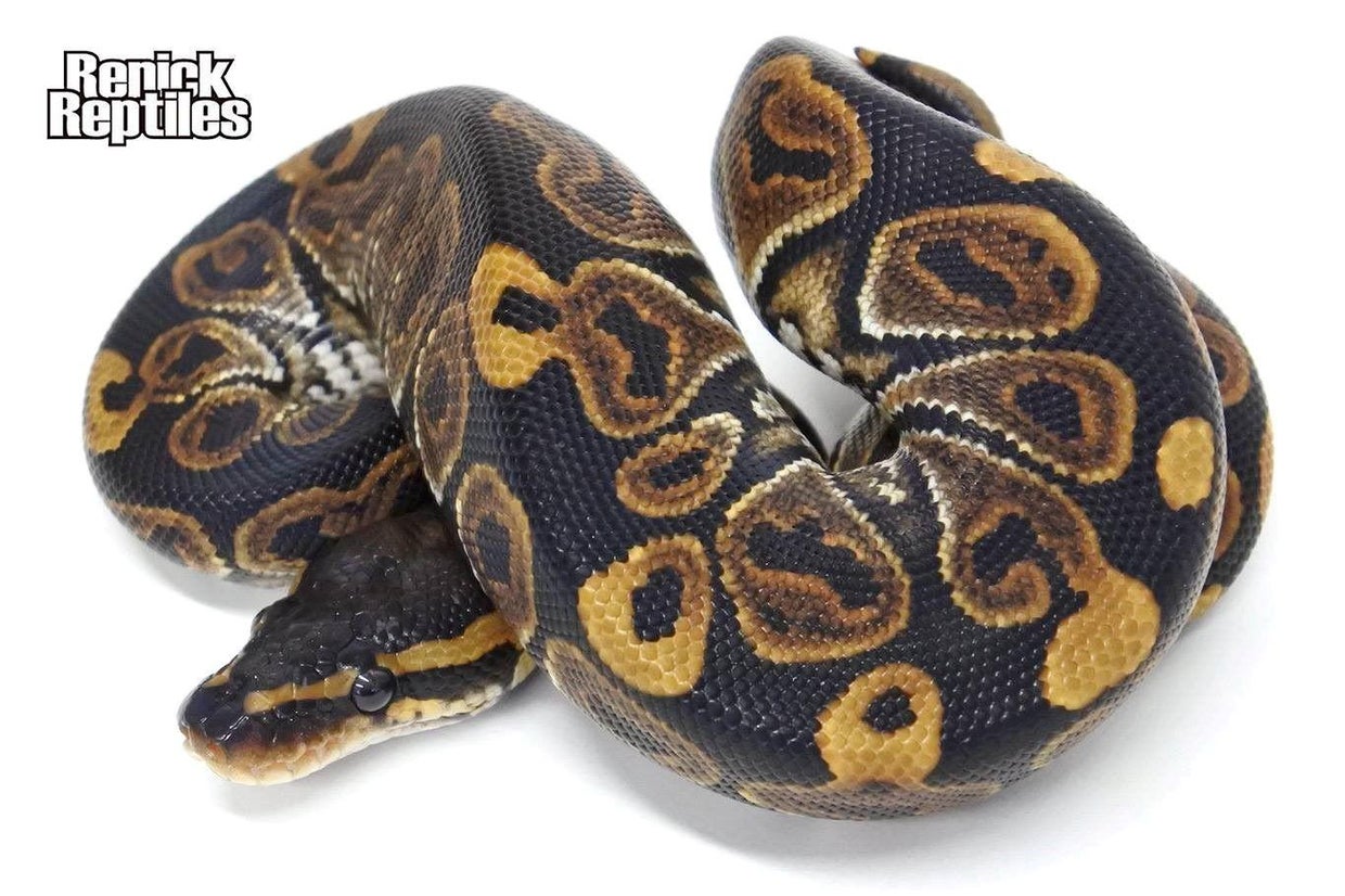 Ben Renick case: A look at the murder of the world-renowned snake ...