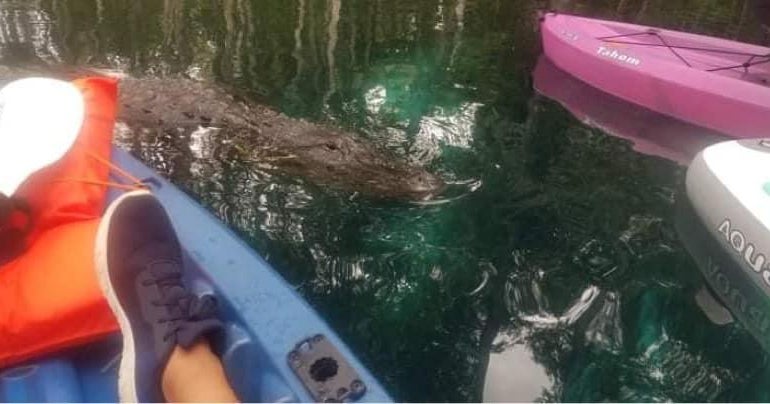 Alligator that menaced paddleboarder in viral video is killed by ...