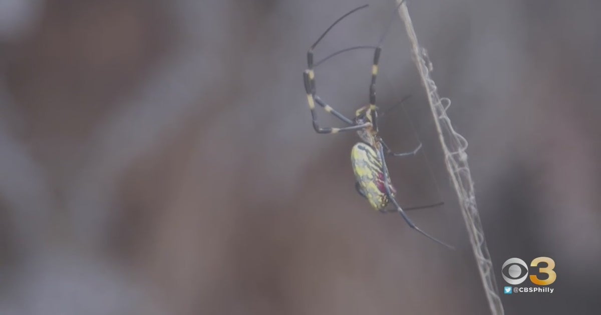 Giant Venomous Spiders Expected To Spread Rapidly Across East Coast ...