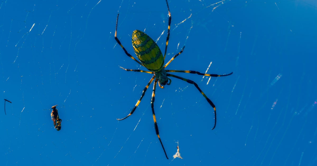 Palm-Sized Joro Spiders From Southeast Asia Could Soon Invade Florida ...