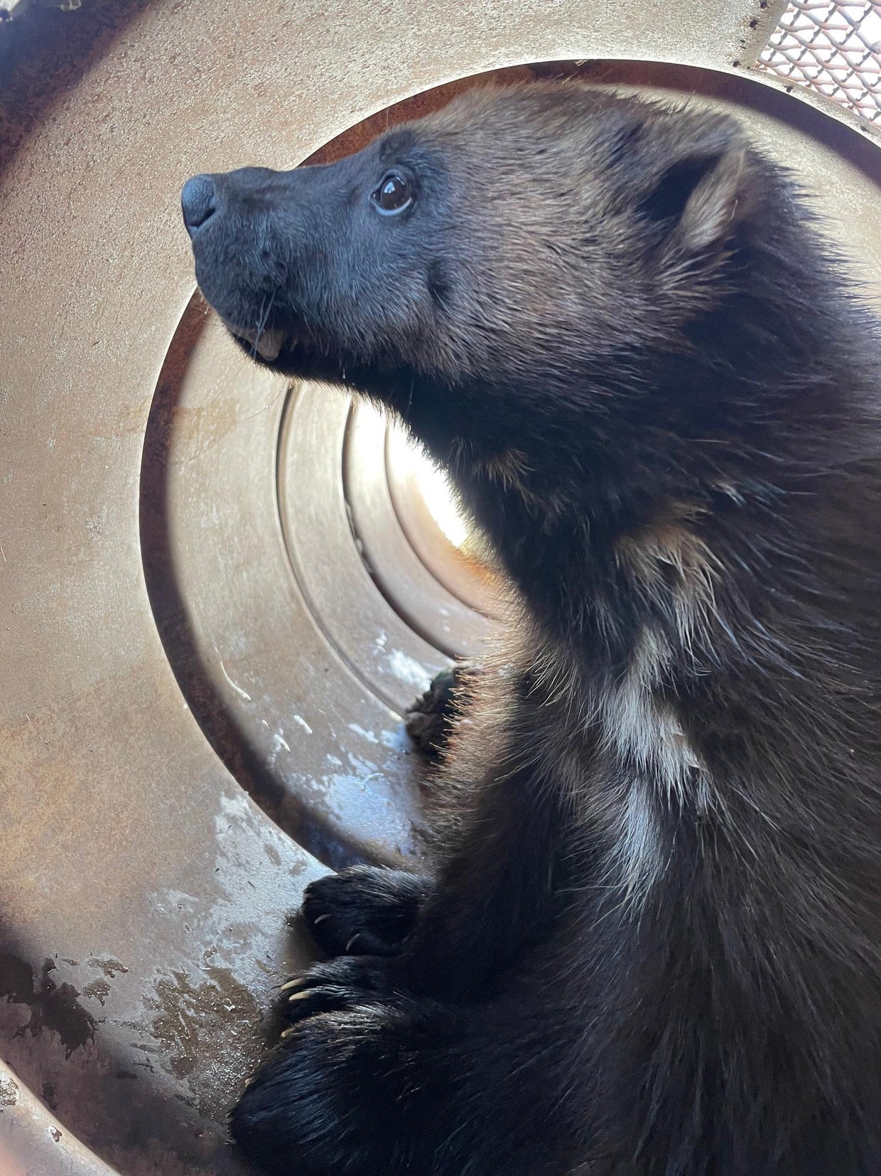Utah biologists capture, collar and release wolverine for first time ...
