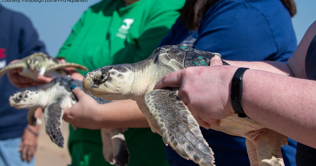 Pittsburgh Zoo and Aquarium Release 7 Sea Turtles Back Into The Ocean ...