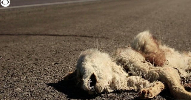One state now has app to claim roadkill for food - CBS News