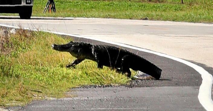 Driver killed after hitting 11-foot alligator on Florida road - CBS News
