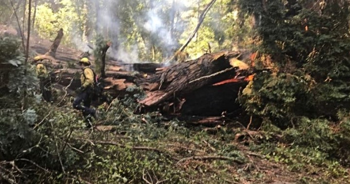 Iconic Old-Growth Redwood 'The Pioneer Tree' Destroyed by Fire in ...