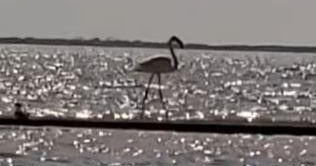 A flamingo that escaped a Kansas zoo during a storm 17 years ago has ...