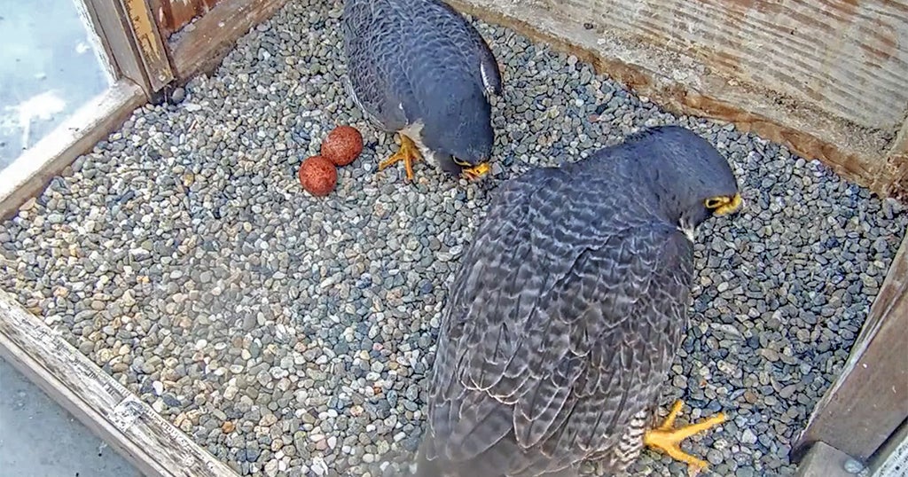 Berkeley Peregrine Falcon Finds Partner After Mate's Death - CBS San ...