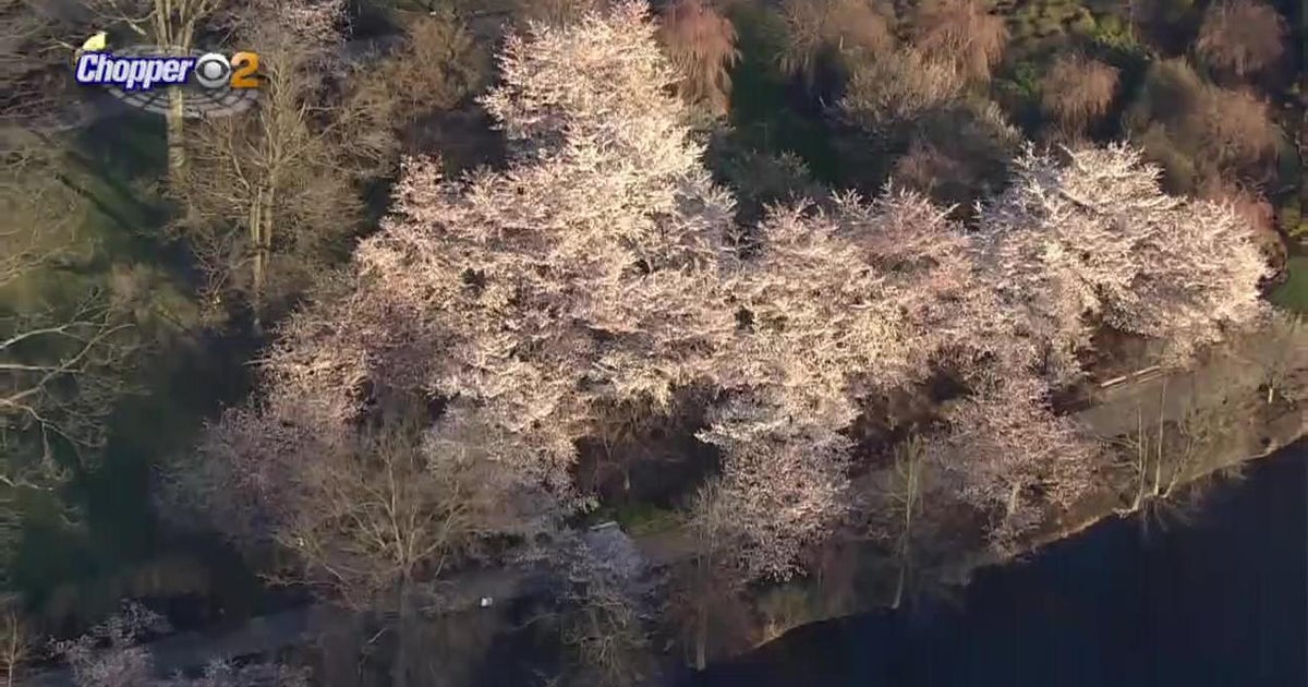Cherry blossoms in full bloom ahead of Newark's "Bloomfest" this ...
