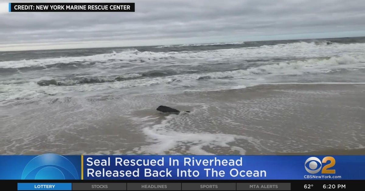 Seal rescued in Riverhead released back into ocean - CBS New York