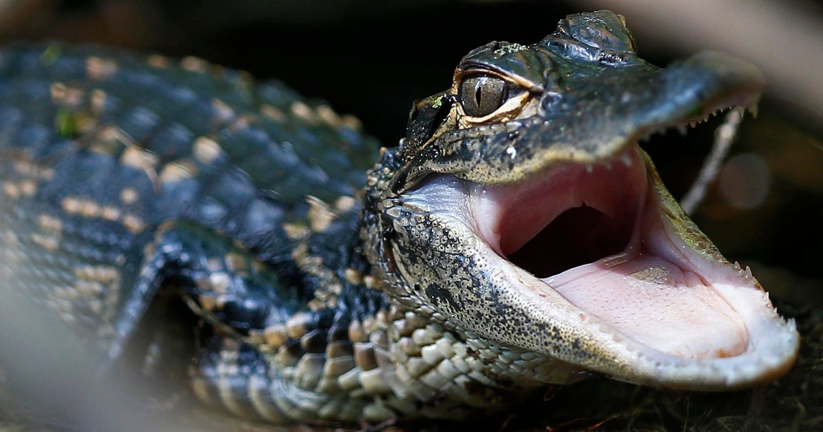Florida man arrested during traffic stop after deputies find guns ...