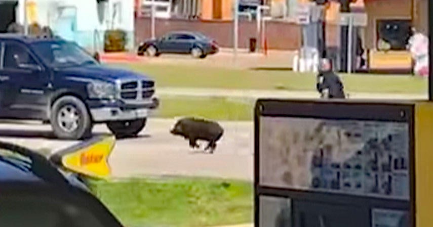 Police chase down pig alongside Texas highway - CBS Texas