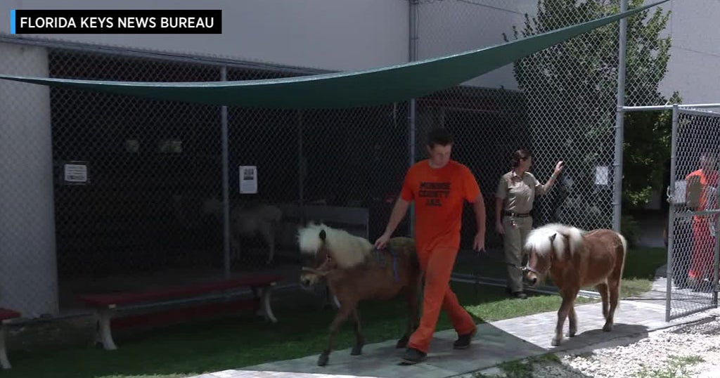 Florida Keys Sheriff's 'Farm' Benefits Animals, Inmates And The Public ...