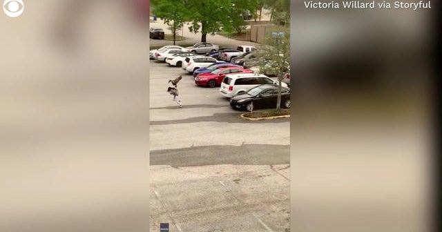 Goose attacks woman who steps too close to babies’ nest - CBS News