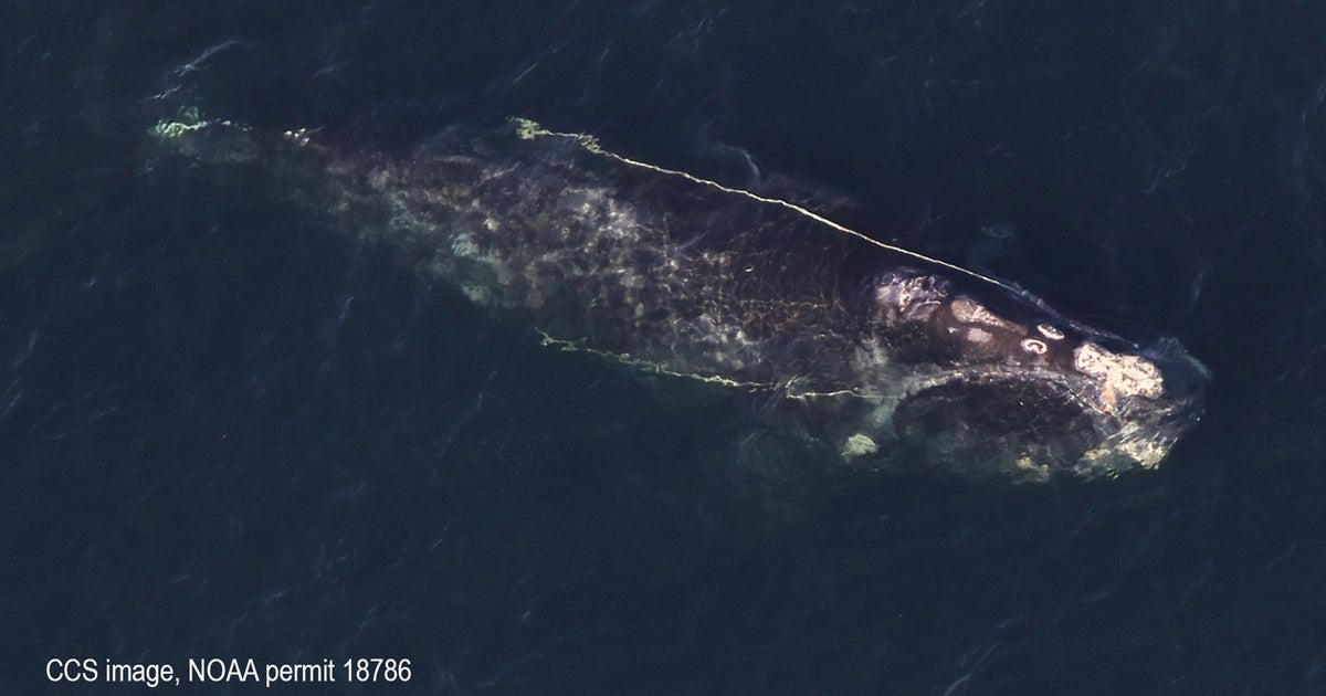 Entangled Right Whale Named 'Snow Cone' Returns To Cape Cod With Her ...