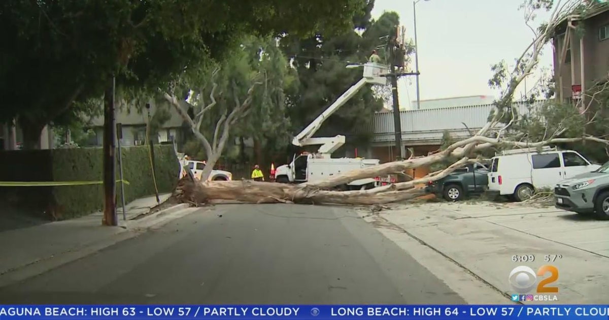 Large tree comes down in Hollywood Hills neighborhood; hundreds without ...