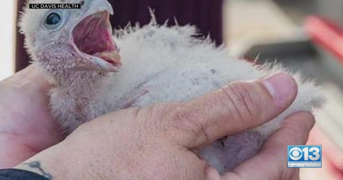 First Peregrine Falcon Hatchling On UC Davis Medical Center Roof ...
