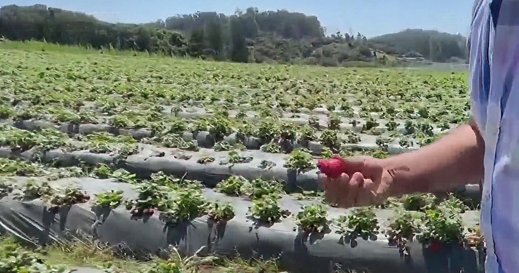 $300K USDA grant feeds Cal Poly Pomona research on how California ...