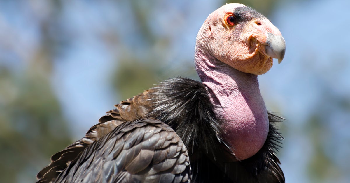 'Took Flight Off Into The Distance': Endangered Condors Soar Again Over ...