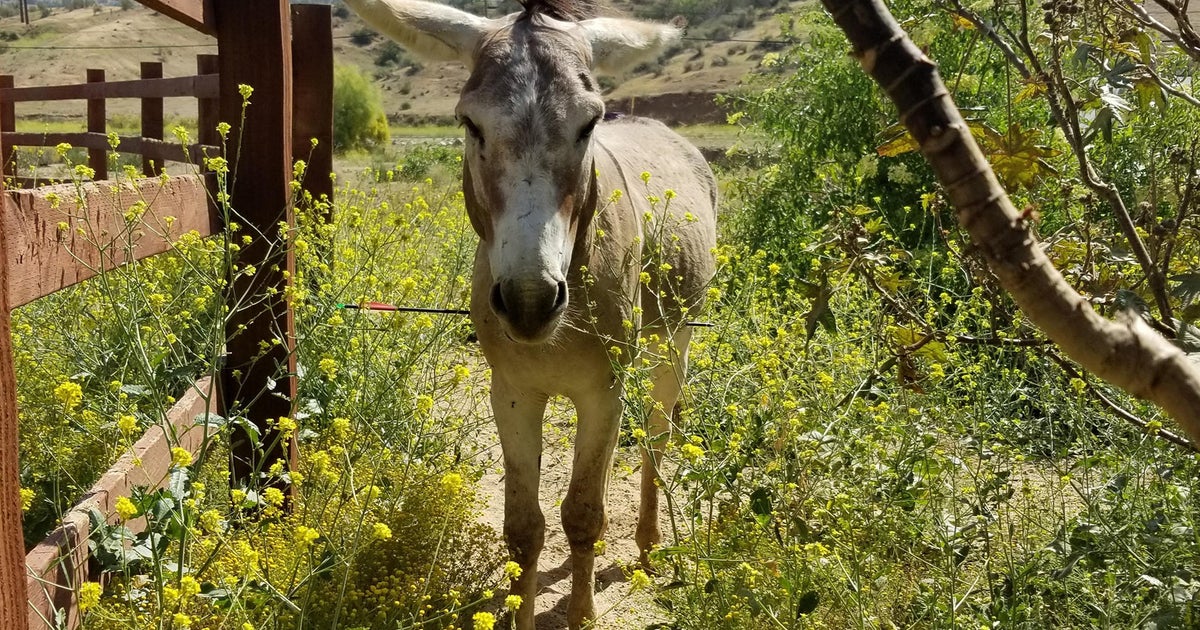 Authorities investigating arrow shooting that killed burro in Riverside ...