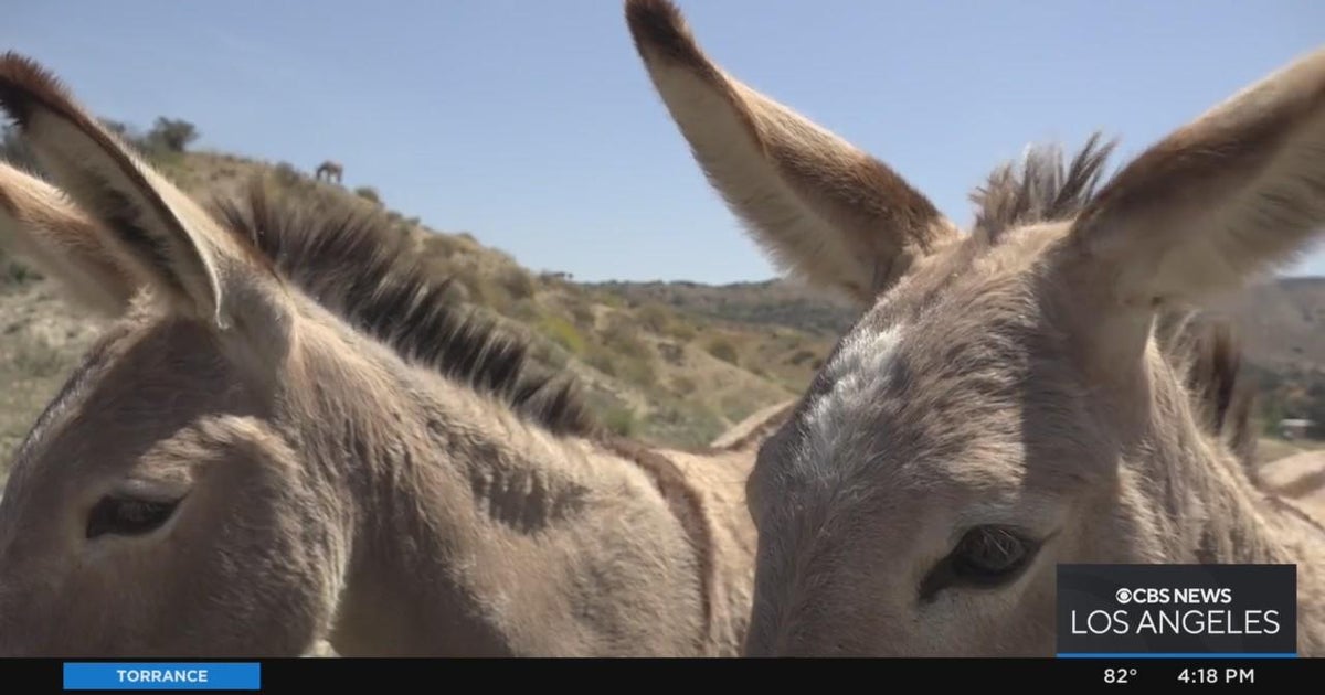 Search underway for suspect wanted for fatally shooting burro in ...