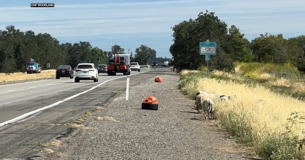 Officers Help Round Up Sheep Found Grazing On Side Of Highway 113 Near ...