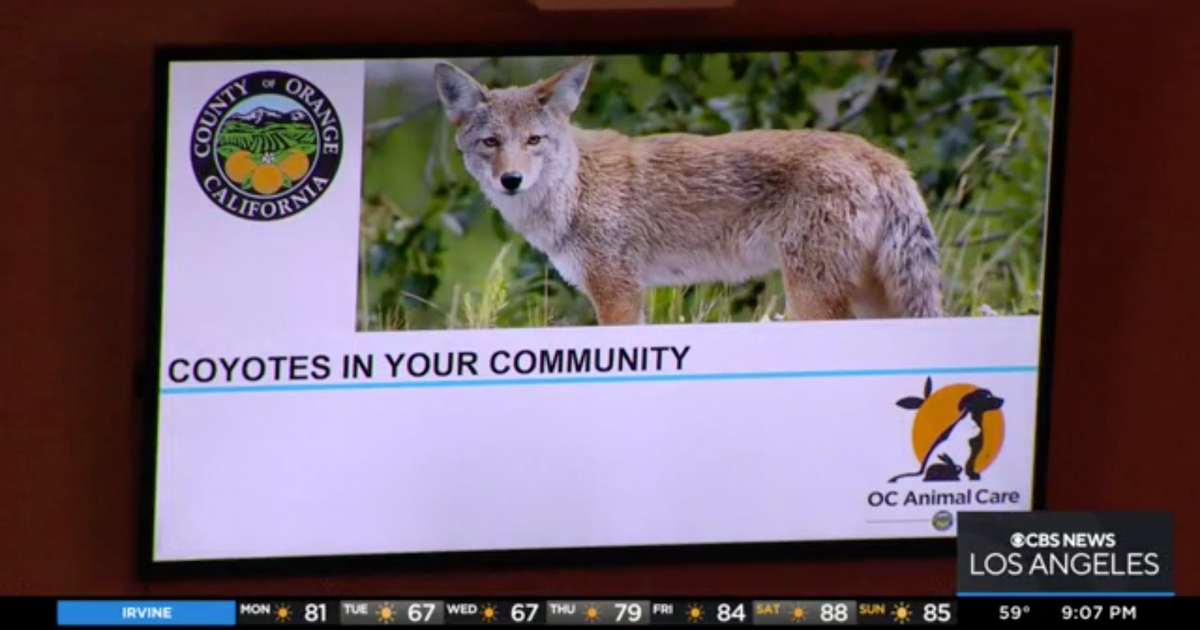 Wildlife experts and residents disagree on how to solve growing coyote ...