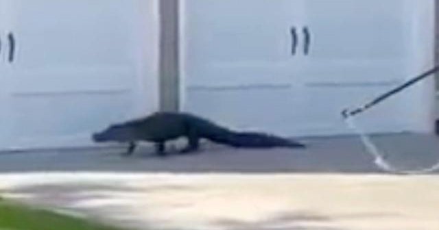 Alligator removed from driveway close to South Carolina school - CBS News