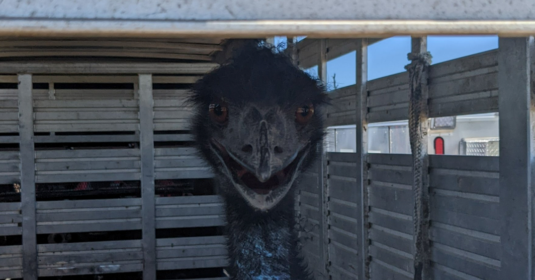 Limu The Emu Reunited With Owner After Running Loose Through Fairfield ...