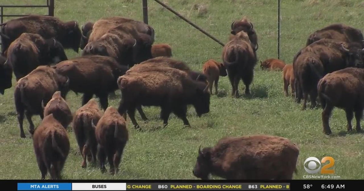 Bison from Bronx Zoo sent to Southwest - CBS New York