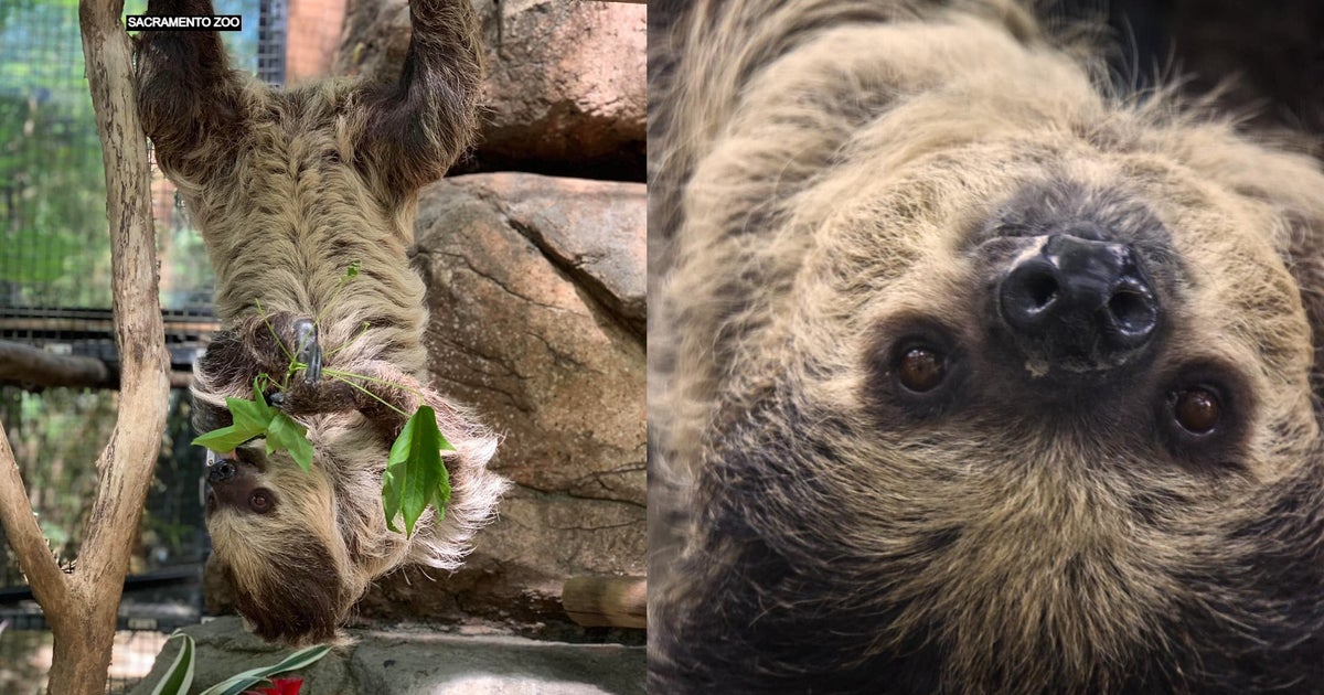 Sacramento Zoo Welcomes Mae-Lynne, A Linne's Two-Toed Sloth - CBS ...