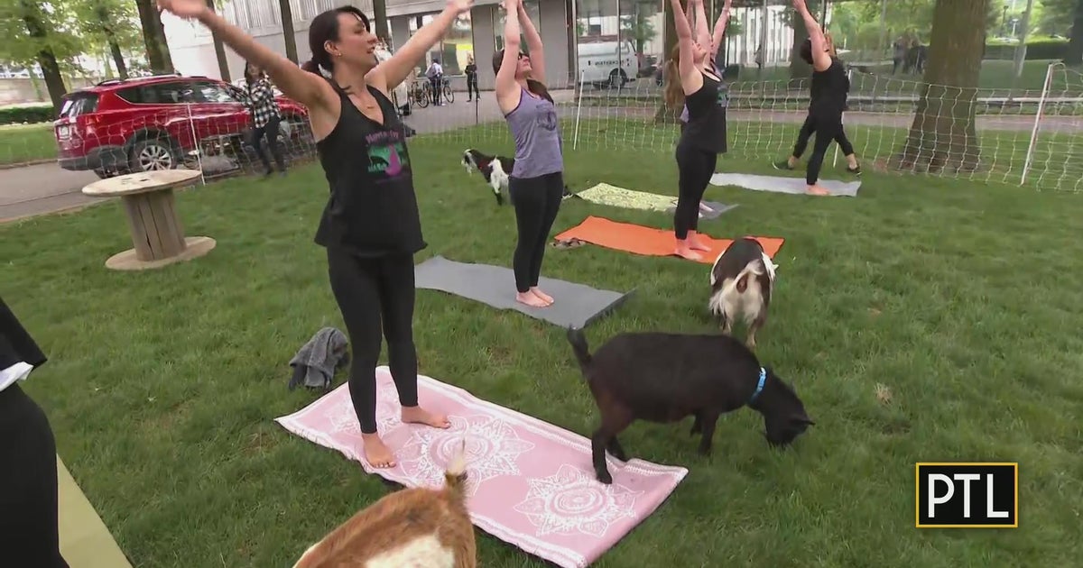 Goat yoga has added benefit of animal therapy - CBS Pittsburgh