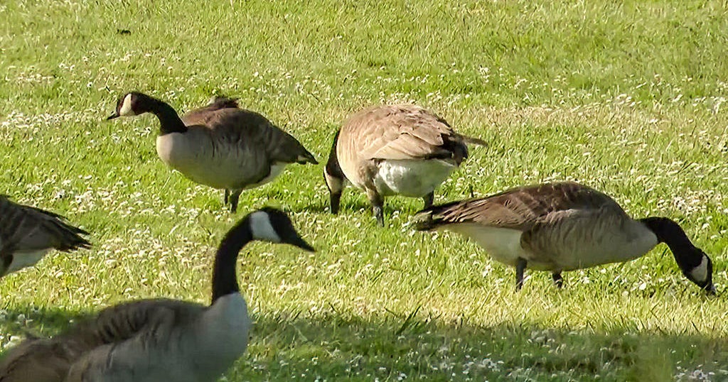 Protesters pooh-pooh Foster City plan to euthanize gross geese - CBS ...