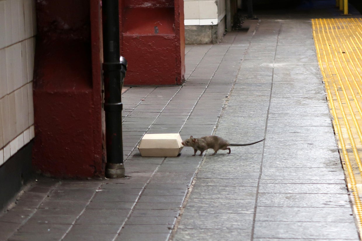 America's 50 most rat-infested cities, ranked