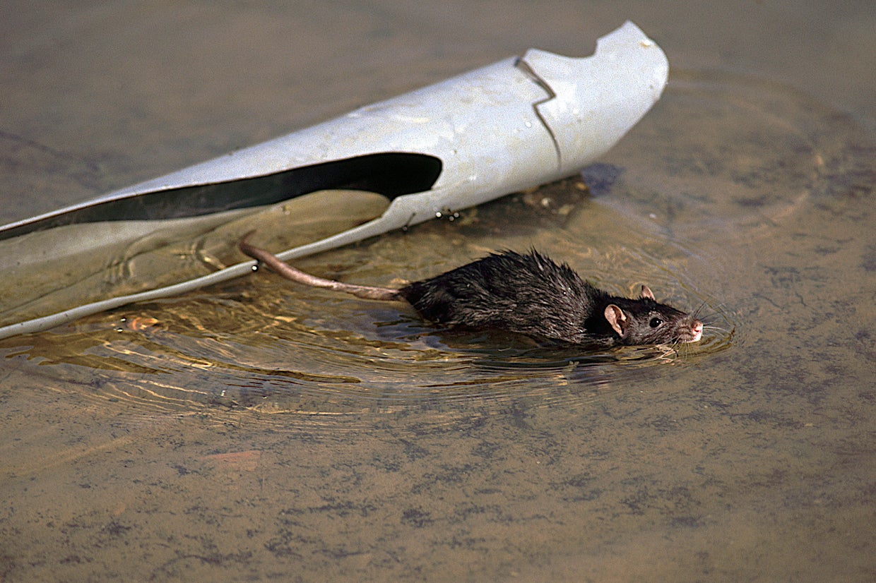 America's 50 most rat-infested cities, ranked