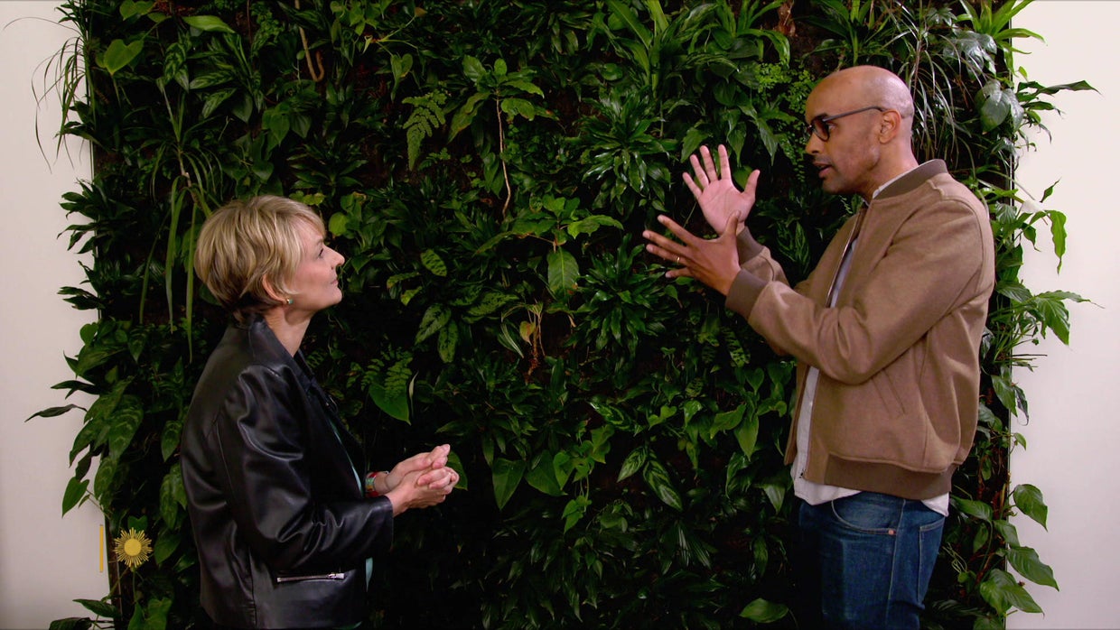 Designing plant walls for home and office - CBS News