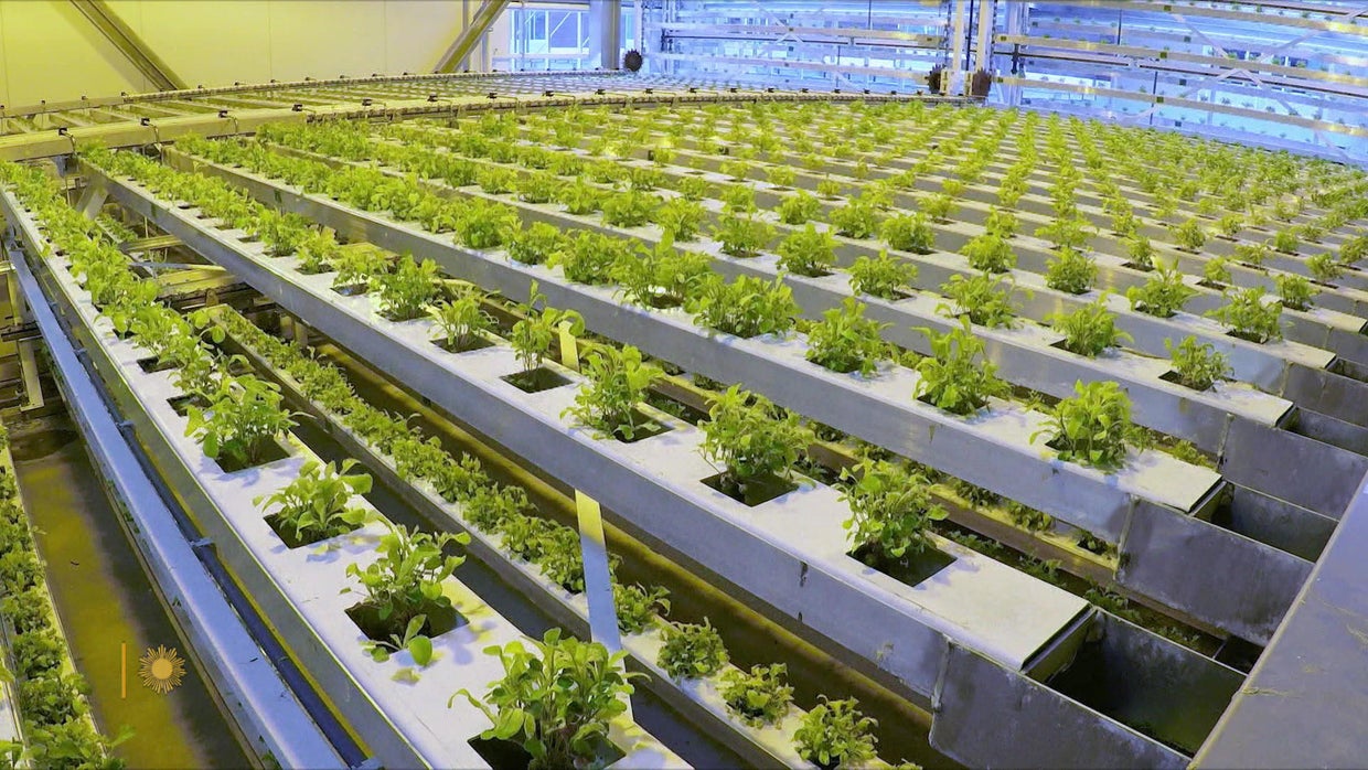 Vertical farms: A rising form of agriculture - CBS News