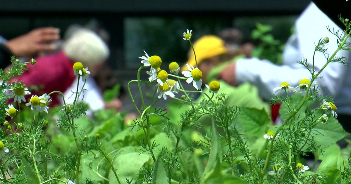 Northside Seed & Plant Distribution Gives Residents Tools To Grow Own ...