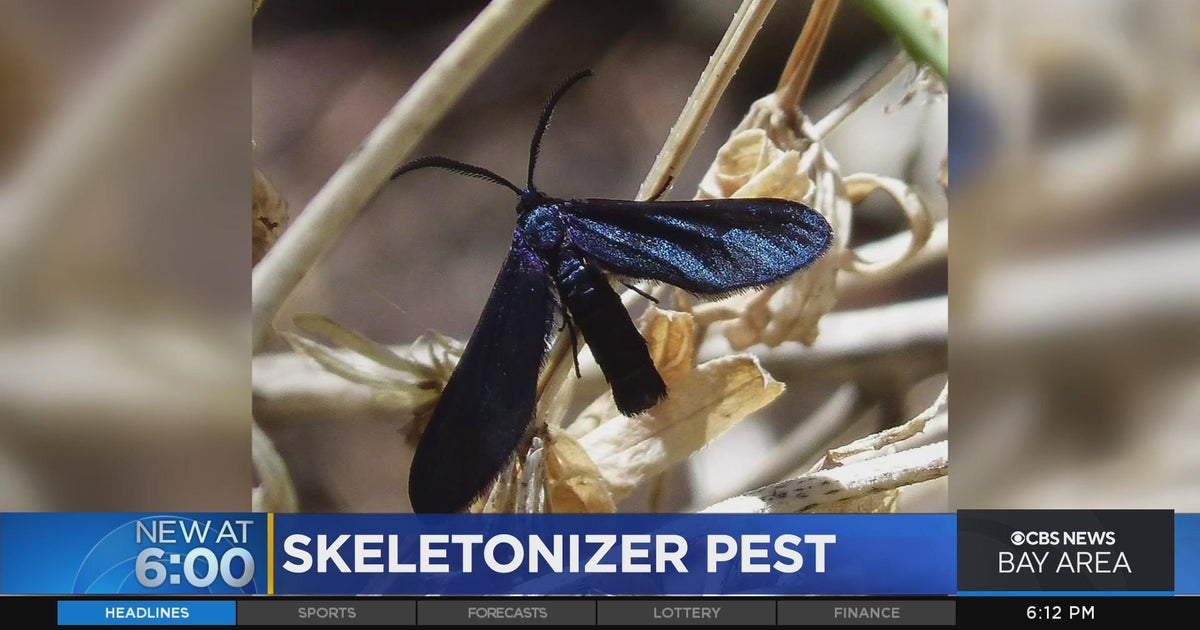 Western grapeleaf skeletonizer: Officials warn of menace to Napa ...