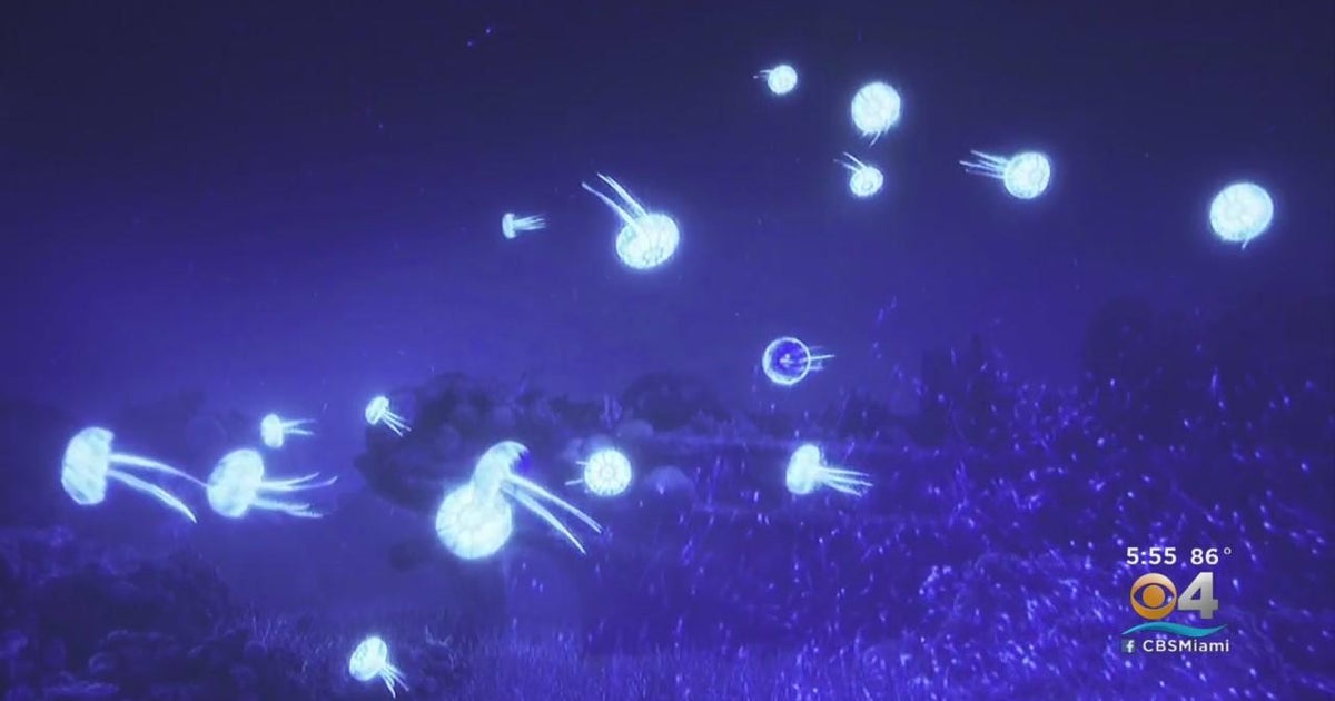 ‘Hidden Worlds’ exhibit premiering in Miami Beach reveals true beauty ...