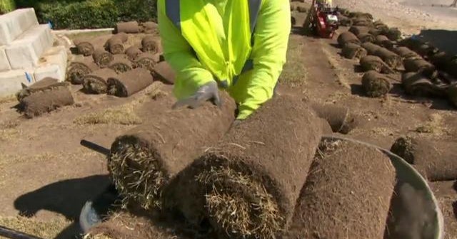 Nevada bans "non-functional" grass amid megadrought - CBS News