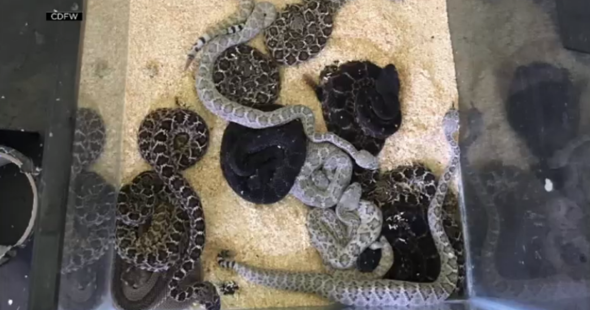 Justice Bites: Northern California Man Accused Of Rattlesnake ...