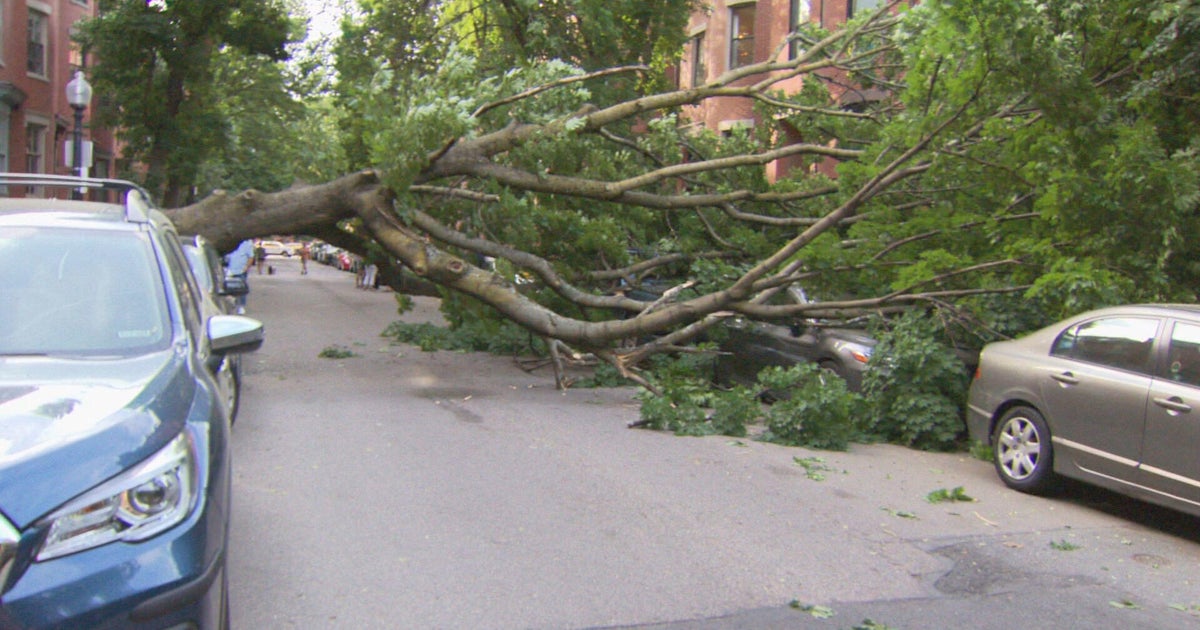 Uprooted tree crushes cars in Boston's South End - CBS Boston