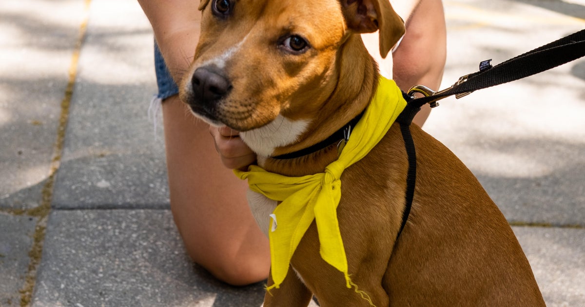 PAWS Pet of the Week: Tiki - CBS Chicago