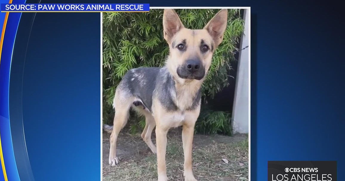 Newbury Park man arrested in break-in at rescue facility that left dog ...