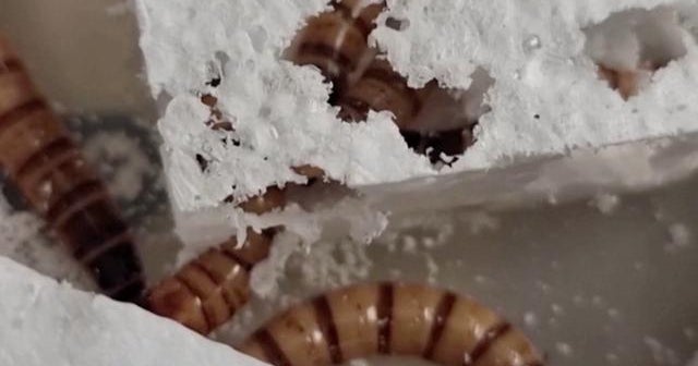 Do these superworms hold the future of plastic recycling? - CBS News