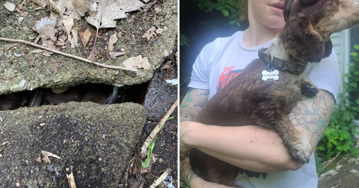 Humane officers rescue missing dog found trapped in Pittsburgh - CBS ...