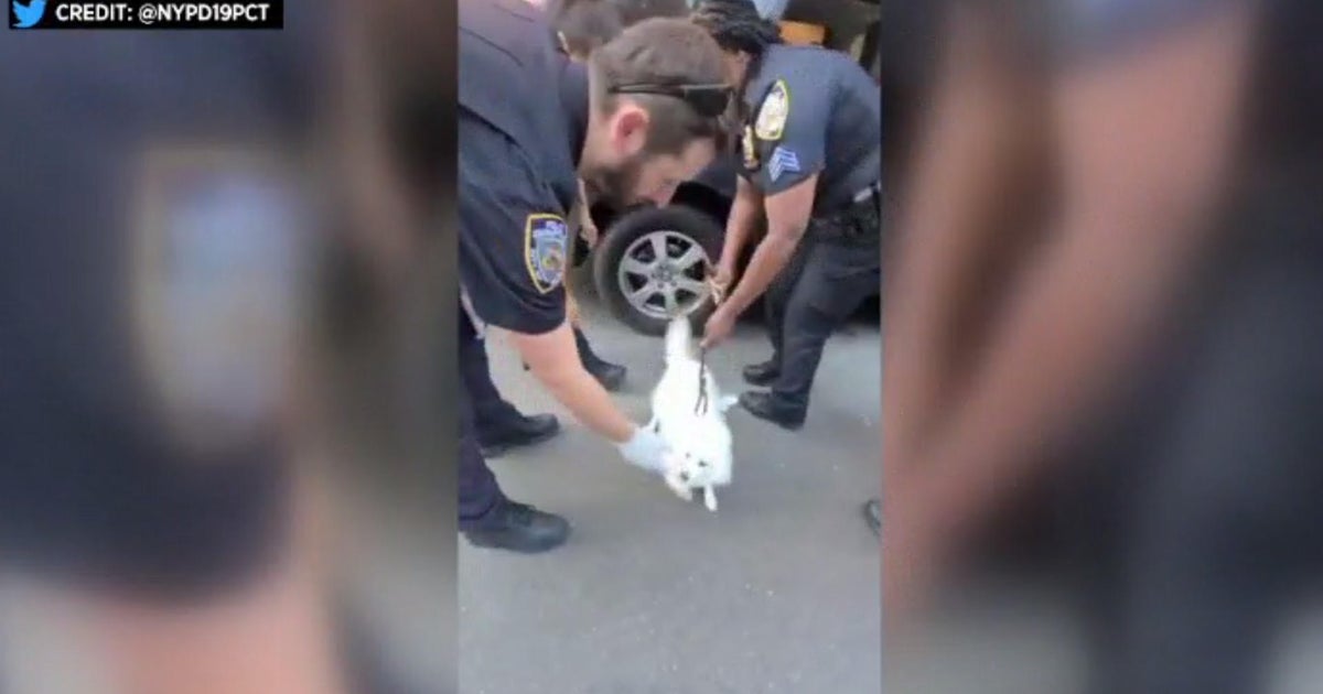 Caught on camera: NYPD officers rescue dog left in hot car on the Upper ...