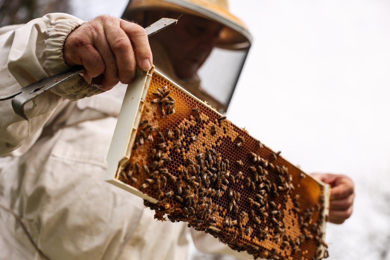 Study shows swarming honeybees can produce as much electricity as a ...