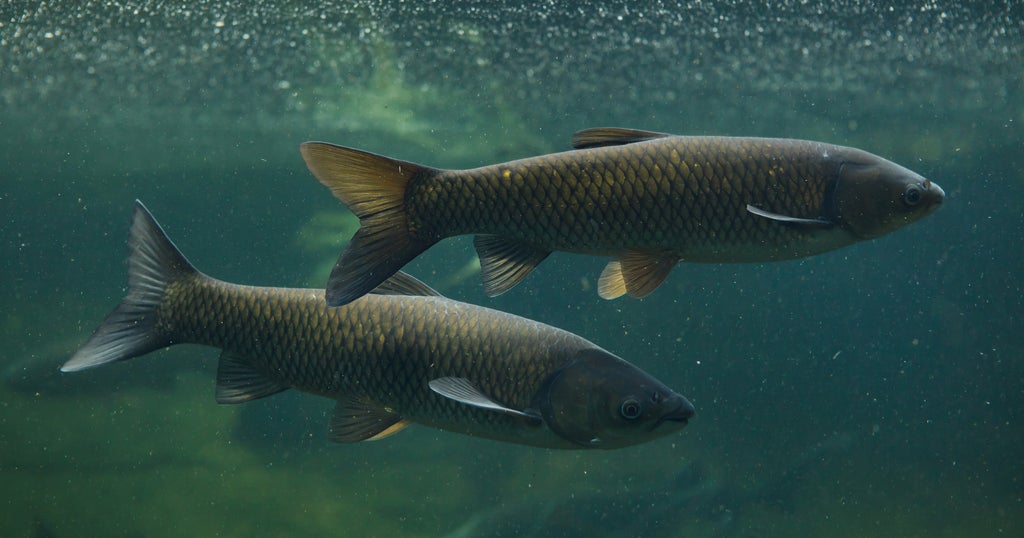 Rebranding Asian Carp To 'Copi' Aims To Make The Species More Appealing ...